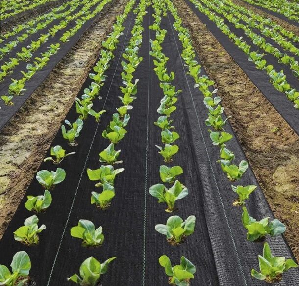 Tela de Rafia – Polysnop